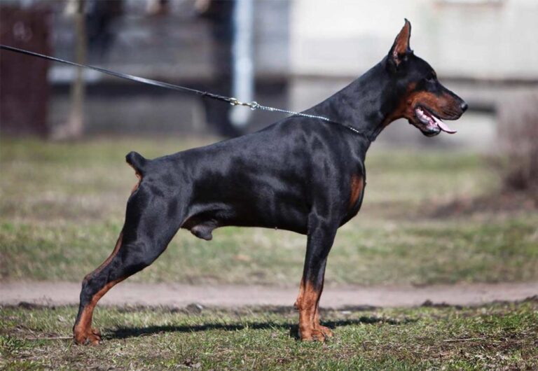 Tipos de Dobermann Europeu x Americano: Explorando as Diferenças ...
